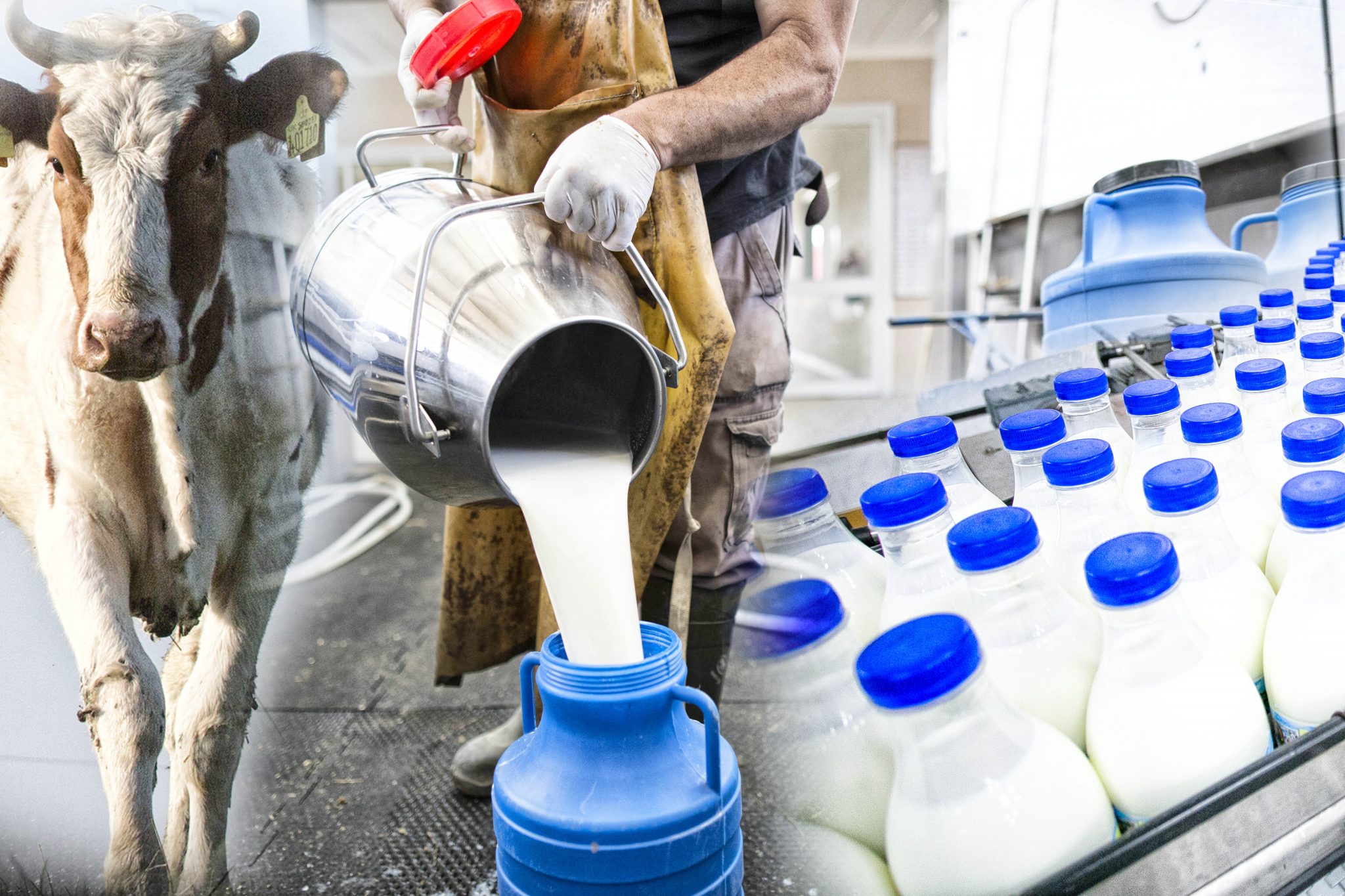 Zašto su cene mleka u prodavnicama i do 118 dinara više nego u otkupu?