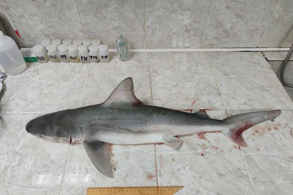 Retka vrsta ajkule primećena u Jadranskom moru FOTO