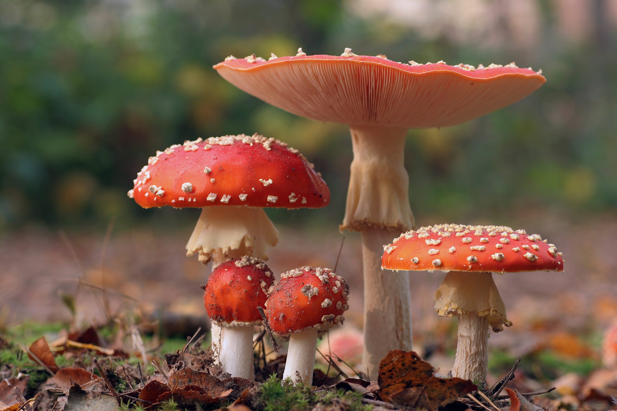 Sakupljač pečuraka za Nova.rs: Simptomi trovanja se javljaju posle ...