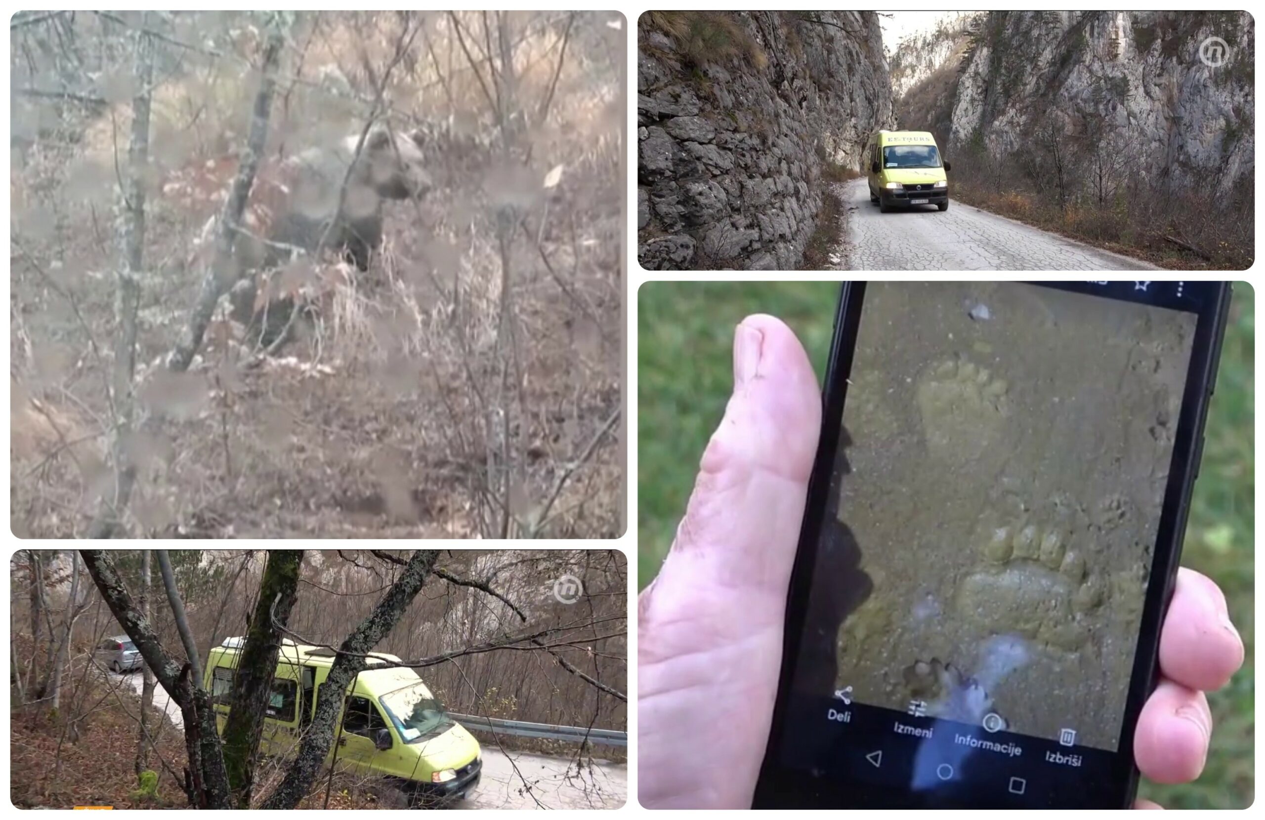 Kada je divlji medved prvi komšija: Plaši stada, lomi ograde i uništava ...