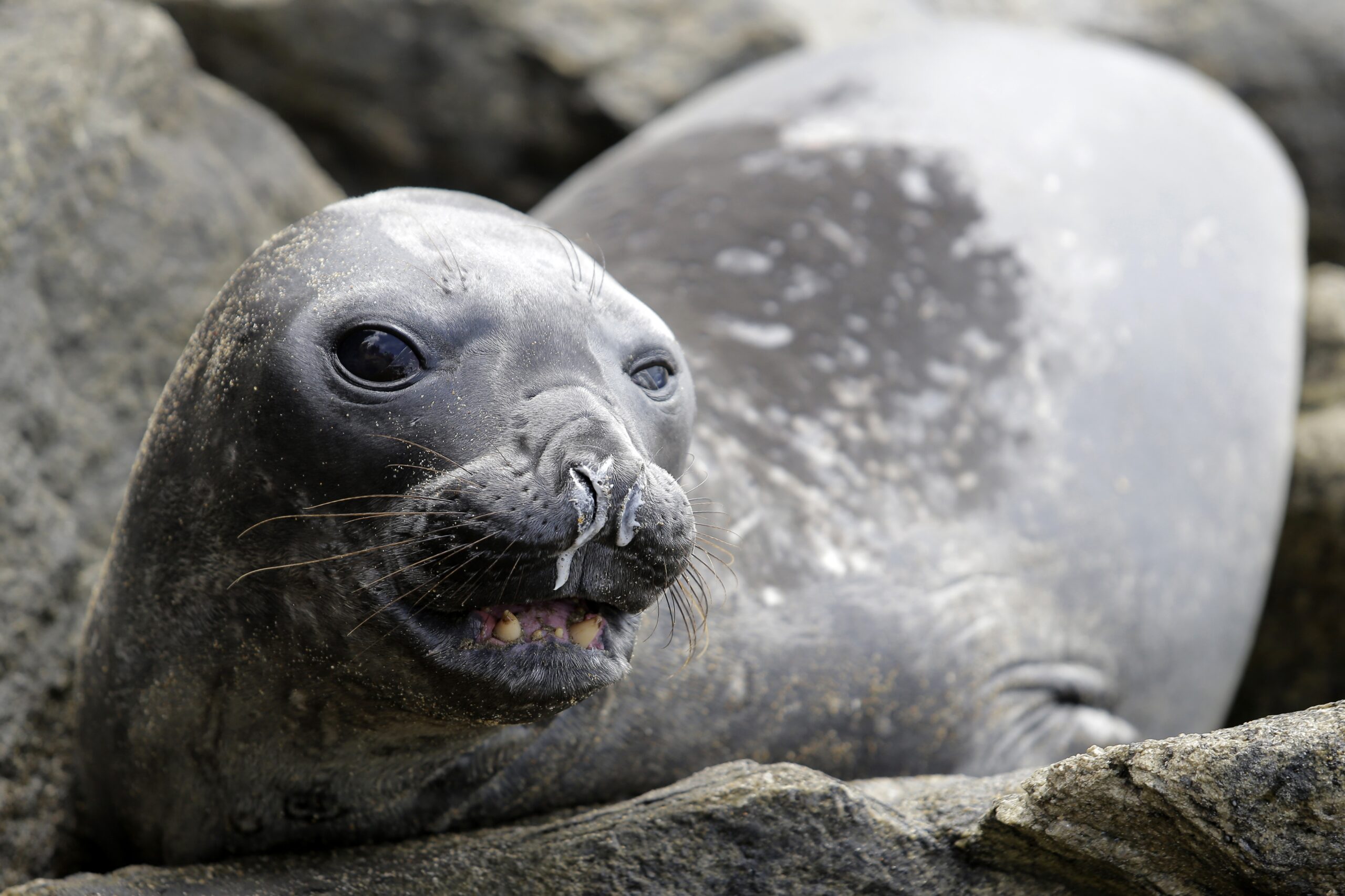 Foke sve češće napadaju ljude, vlasti Južne Afrike upozoravaju turiste: Plivači u strahu, a evo ...