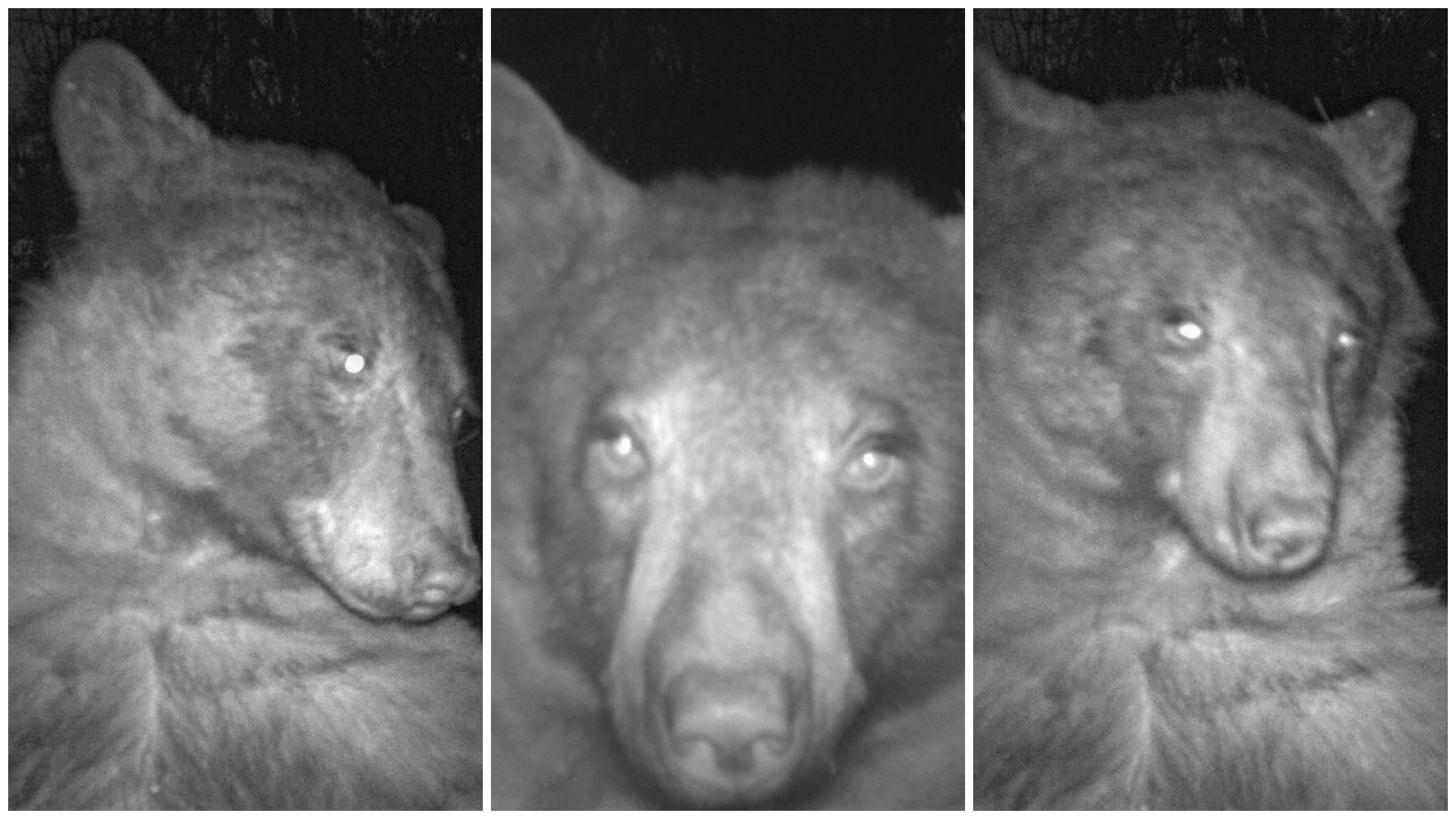 Medved iz Kolorada postao zvezda na mrežama: Napravio 400 selfija na ...