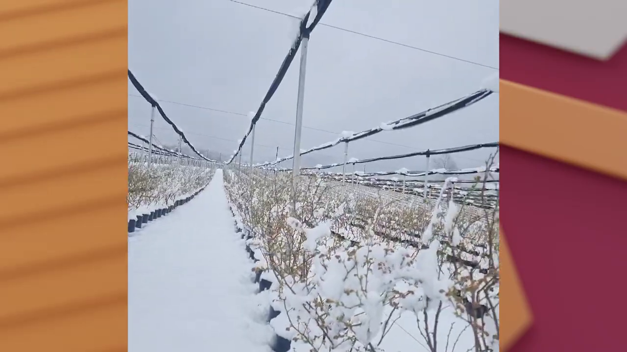 Aprilski sneg "isekao" voće: Kolika je šteta?