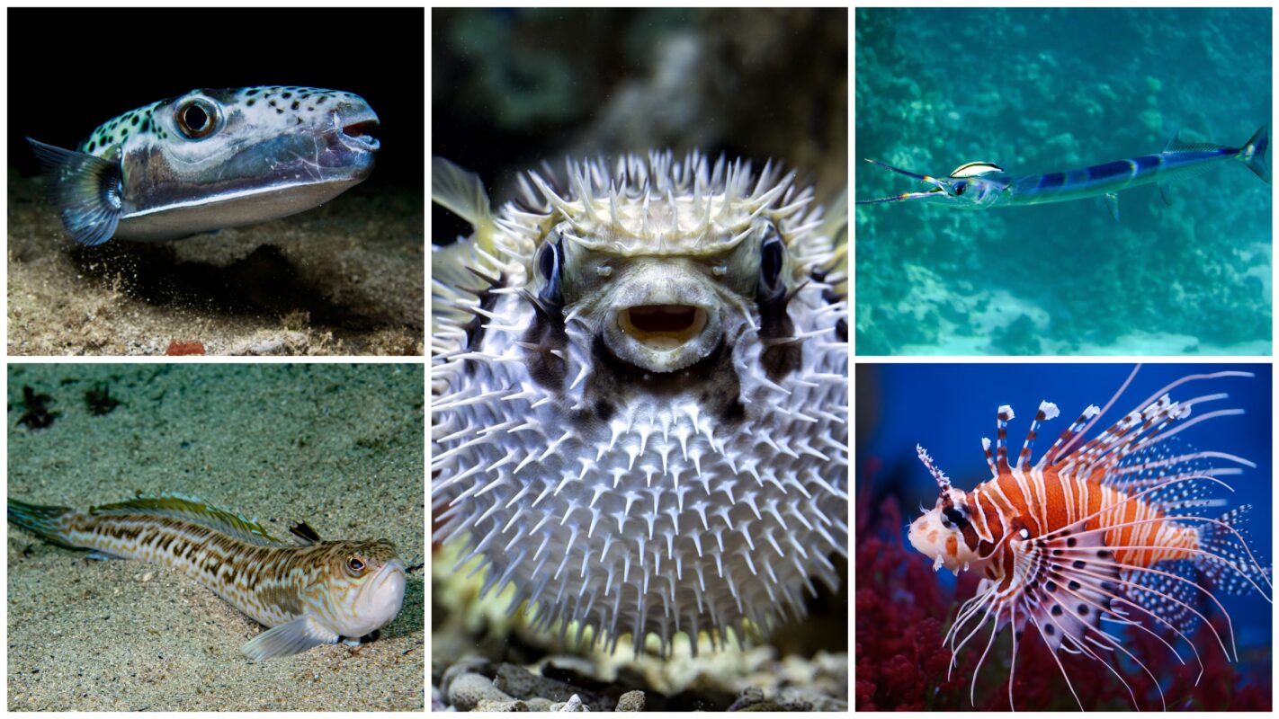 Riba Dragana nije jedina neman koja vreba u Jadranu: Ima ih više, dobro ...