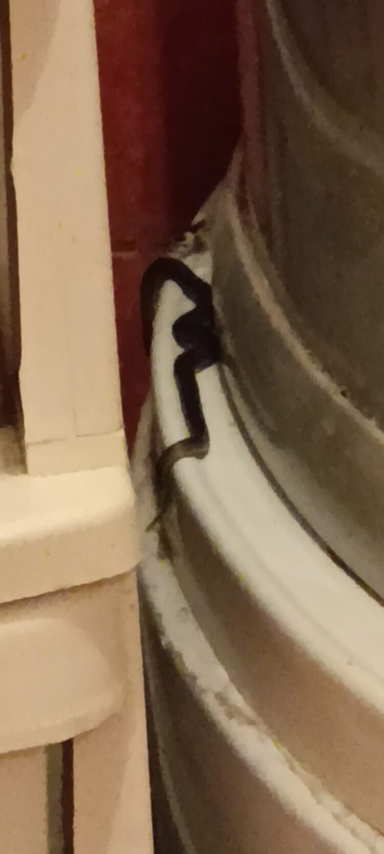 Porodica iz okoline Novog Sada otkrila leglo zmija u kući: Nalazimo ih ...