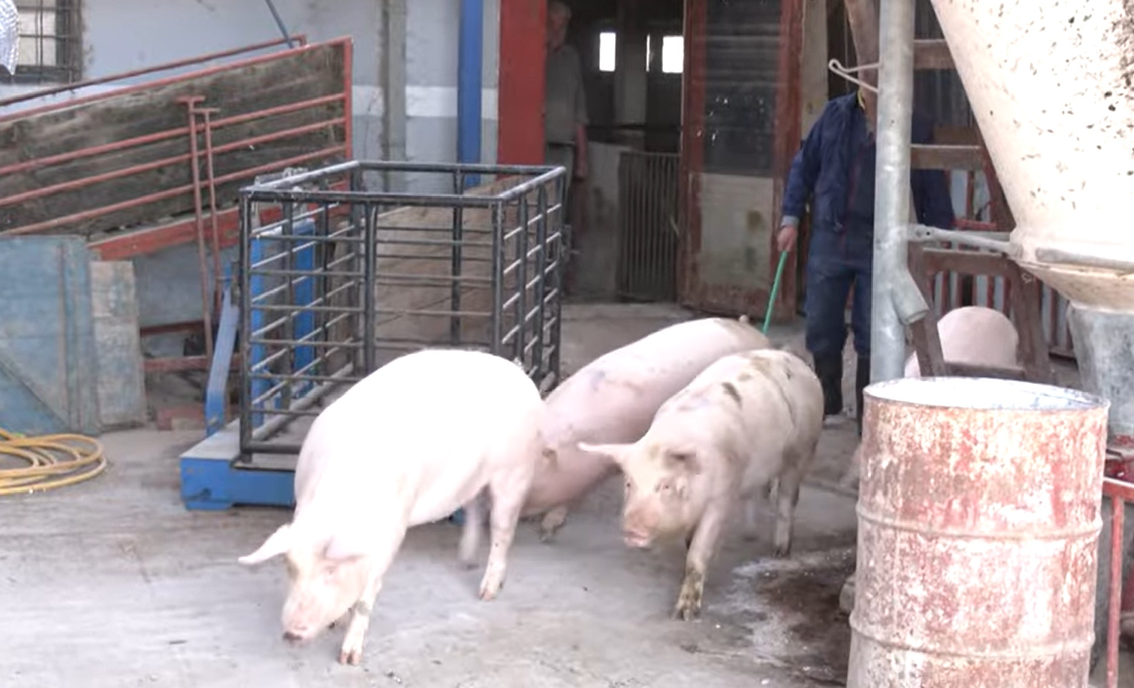 Da li Srbiji treba pomoć u borbi protiv Afričke kuge svinja?