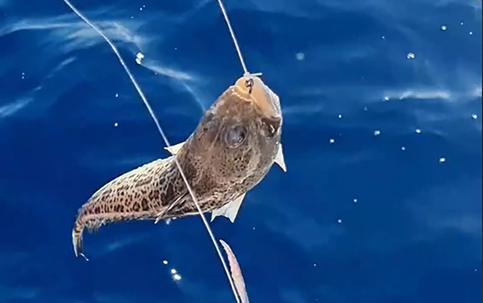 Upozorenje za sve turiste: Raste broj riba otrovnica u Jadranu, zbog ...