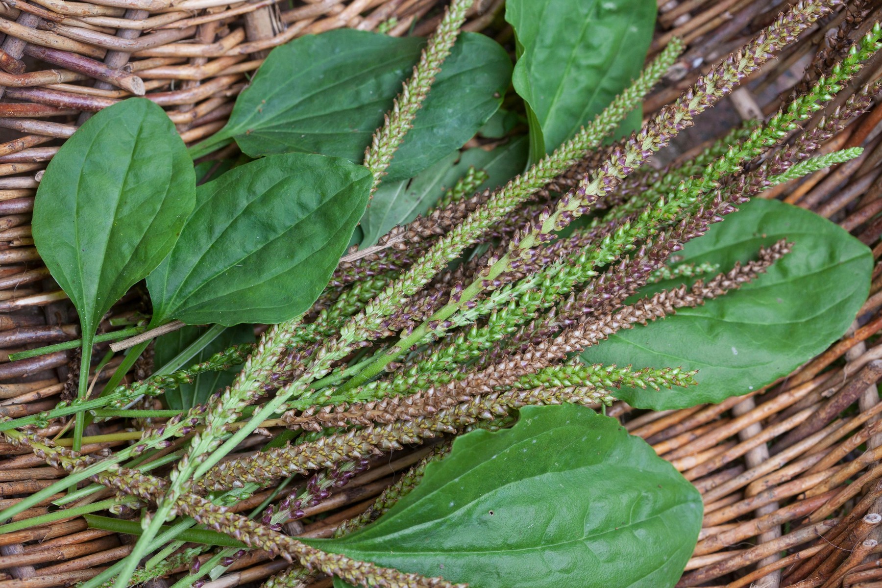Raste kao korov, a nema šta ne leči: Ova lekovita biljka čini čuda za ...
