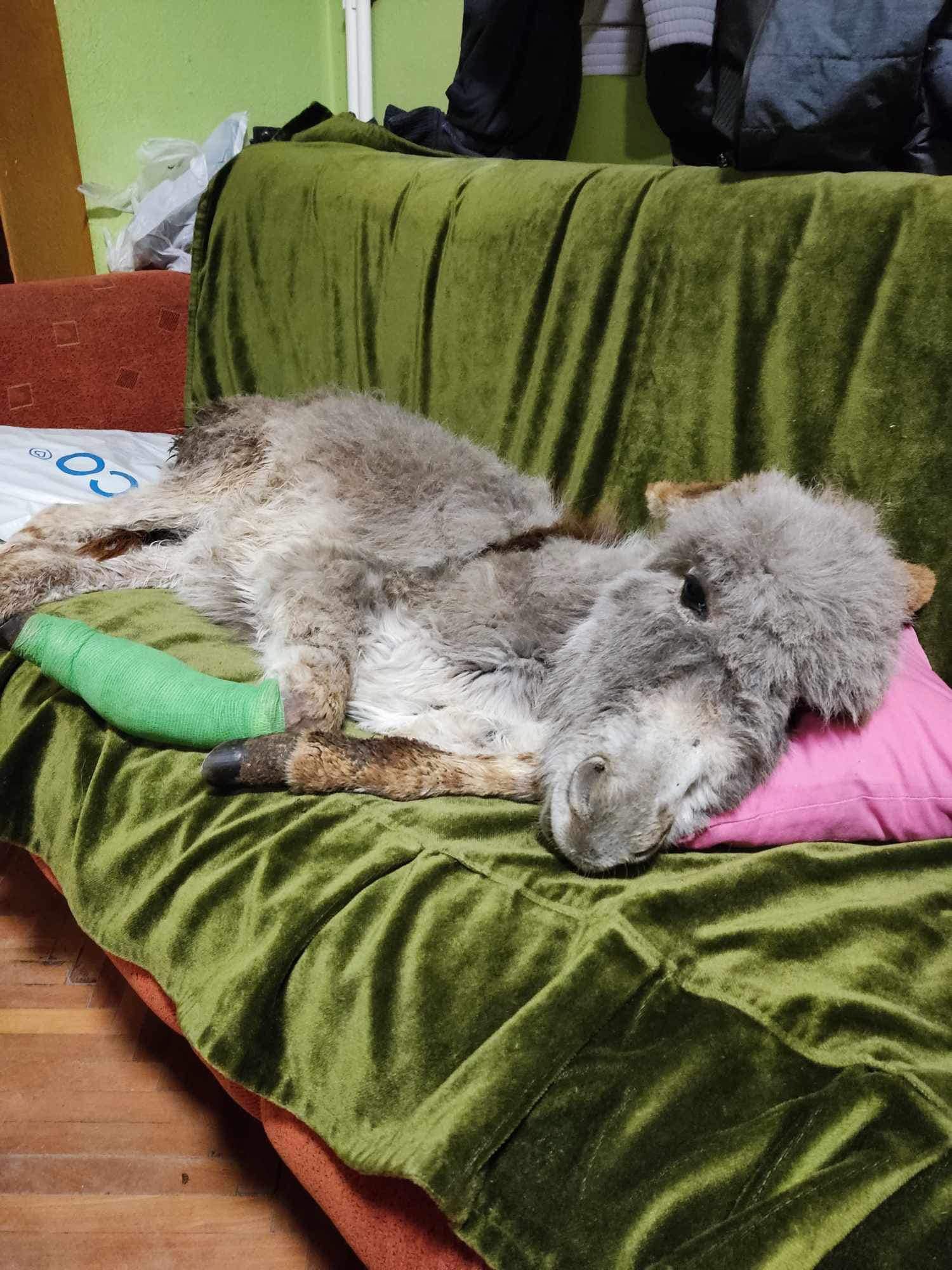 Magarence Milence bori se sa ozbiljnim povredama, "Zoo planetu ...