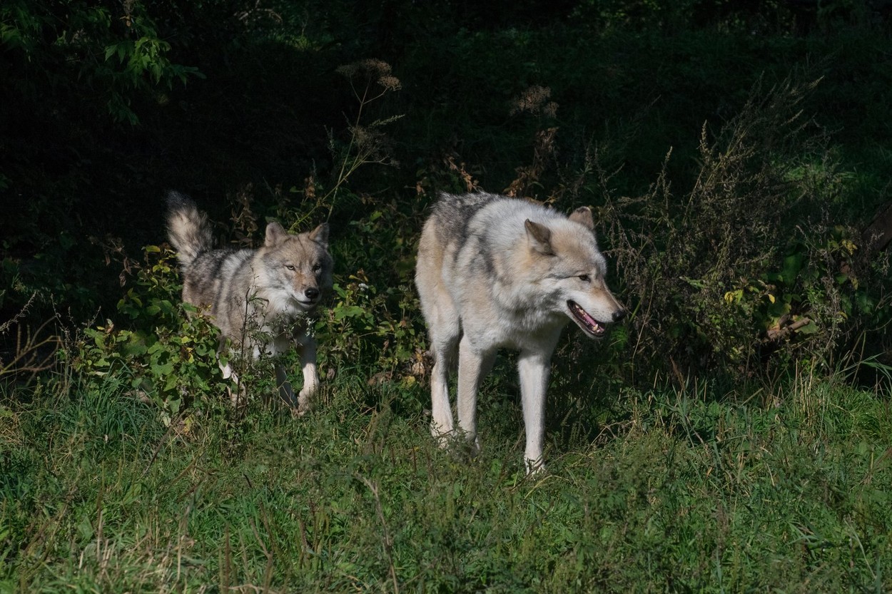 Vukovi iz Černobilja razvili supermoć - koja bi mogla da pomogne celom ...