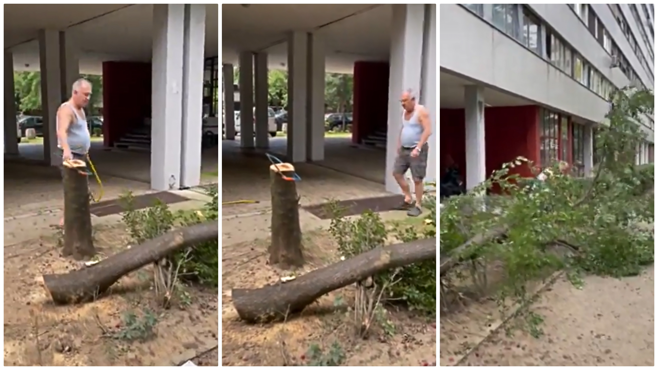 Penzioner posekao drvo ispred zgrade na Novom Beogradu