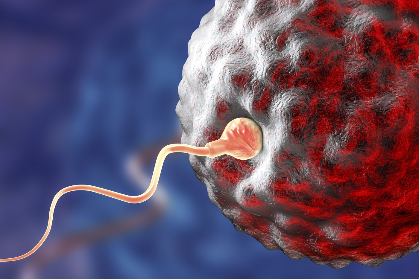 Naučnici otkrivaju šta u spermatozoidima utiče na čin začeća