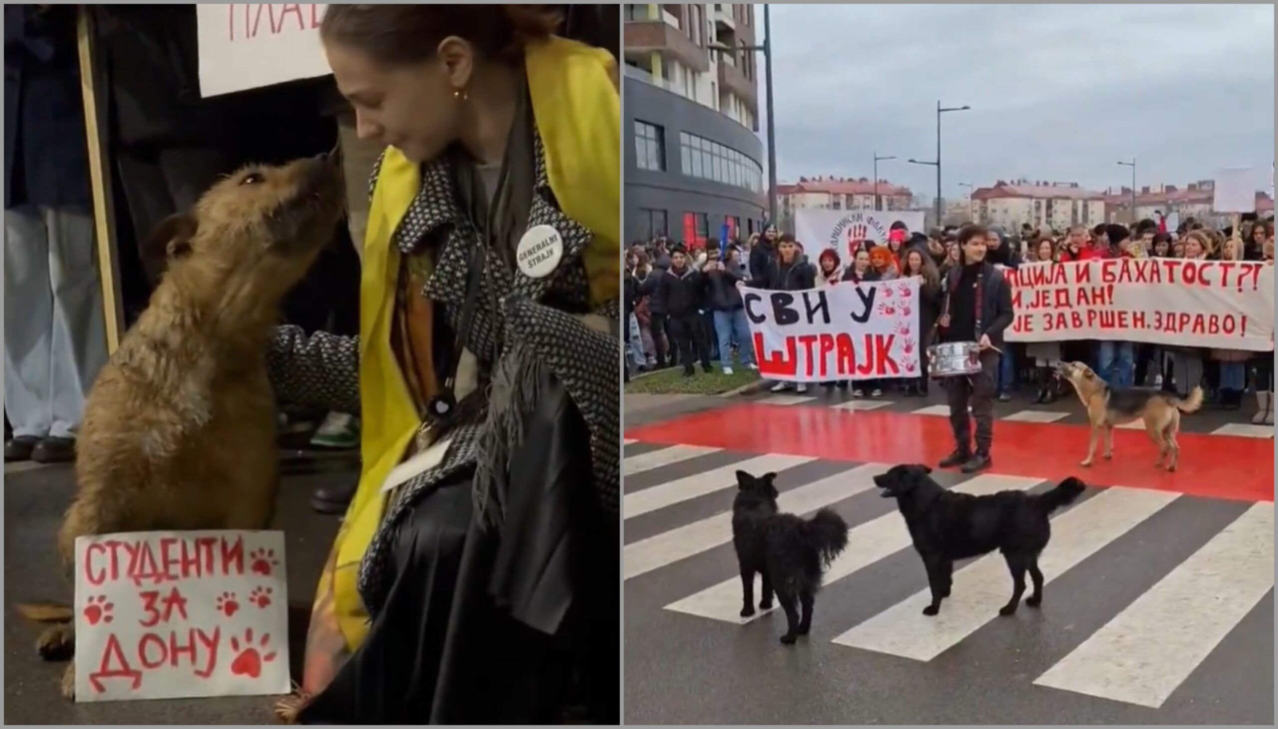 Psa Donu na protestu pregazilo vozilo Kliničkog centra Vojvodine ...
