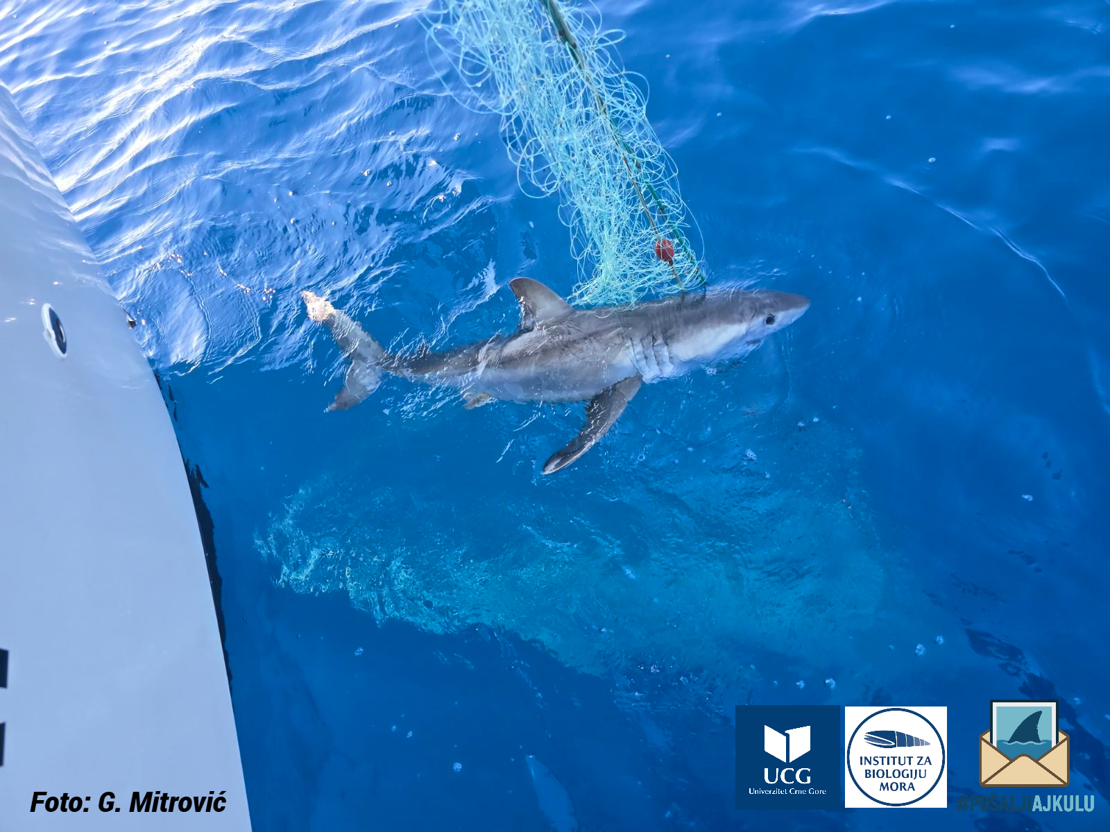 Velika bela ajkula snimljena na crnogorskom primorju: Evo kad je poslednji put napala čoveka na ...