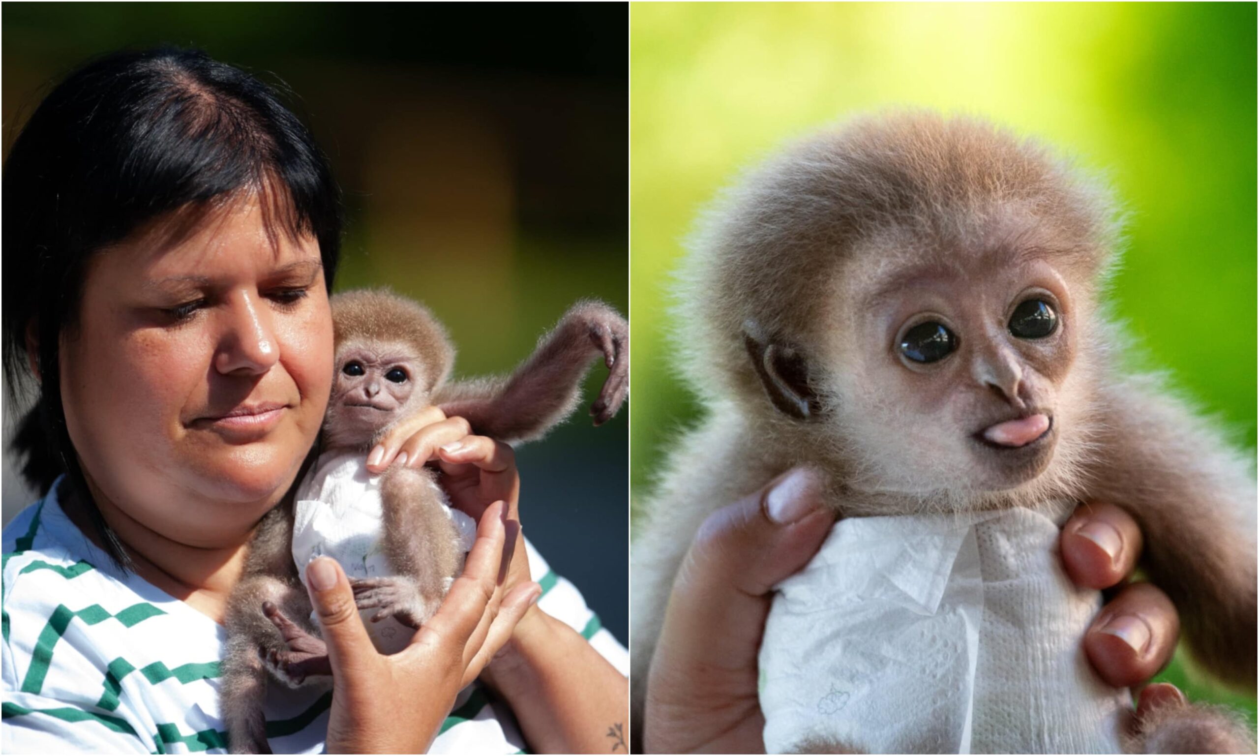 Zera je odgajila četiri majmuna i otrgla ih od smrti, a priča malog ...